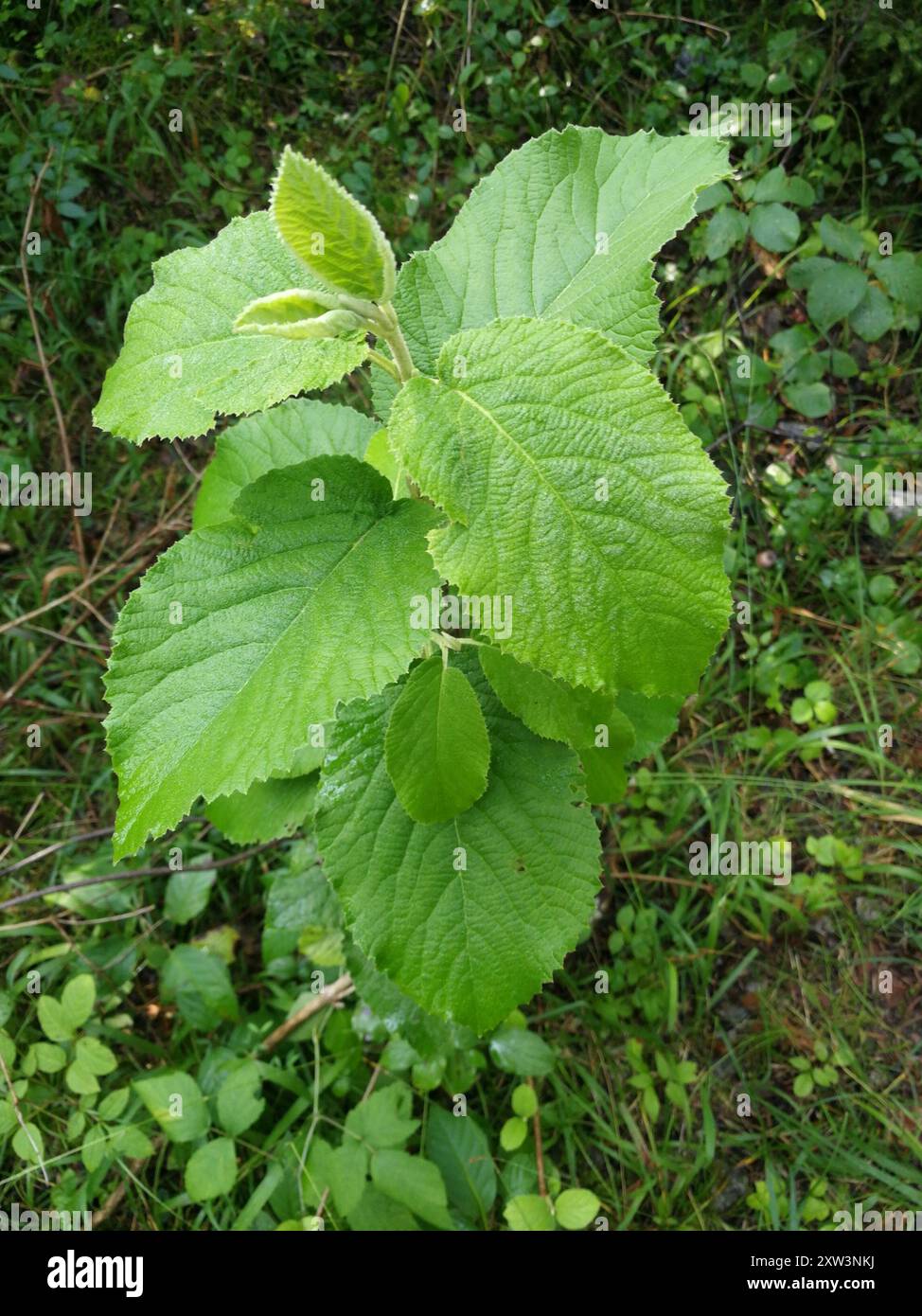 Wayfaring-tree (Viburnum lantana) Plantae Stock Photo - Alamy
