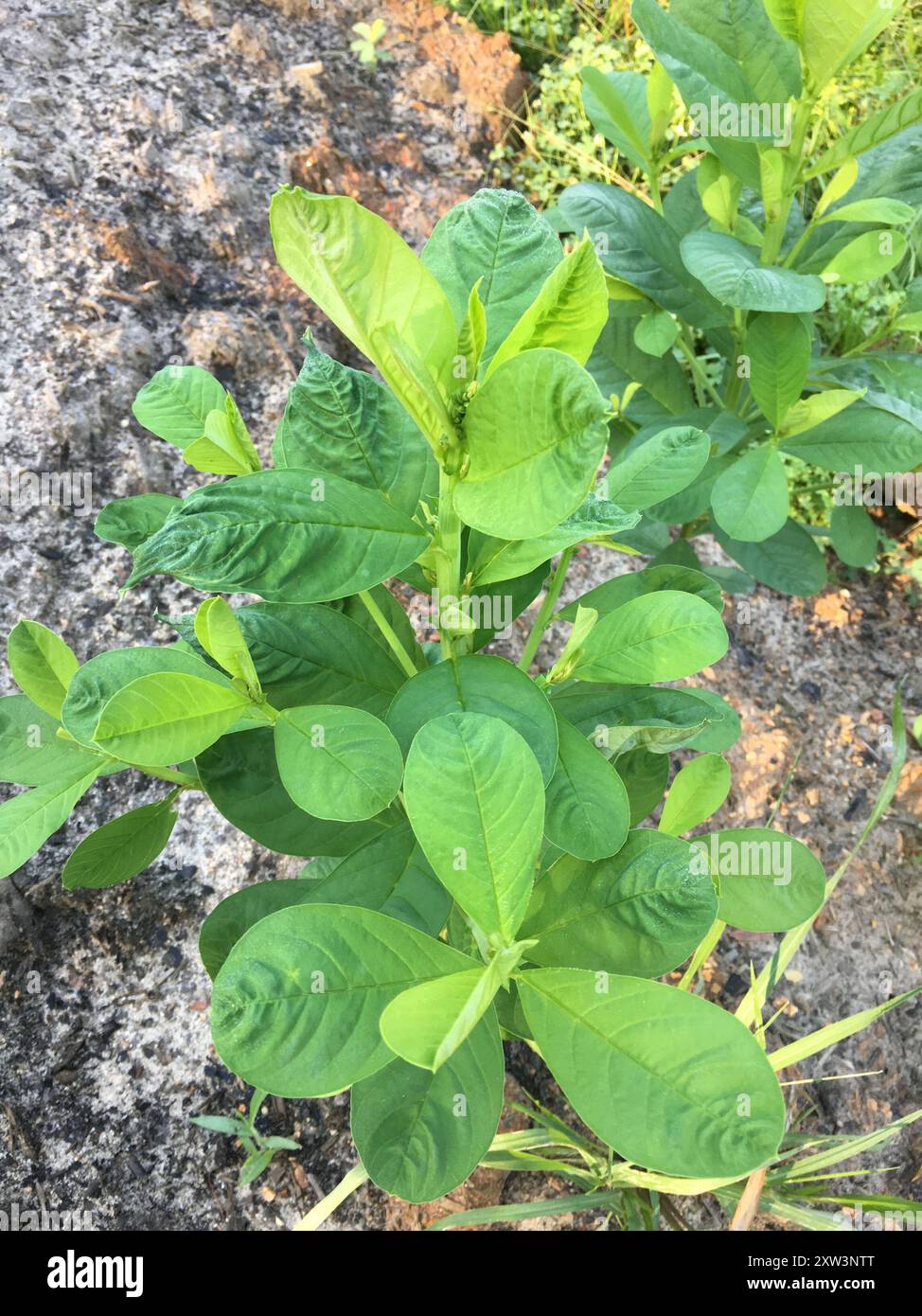Showy Rattlebox (Crotalaria spectabilis) Plantae Stock Photo - Alamy