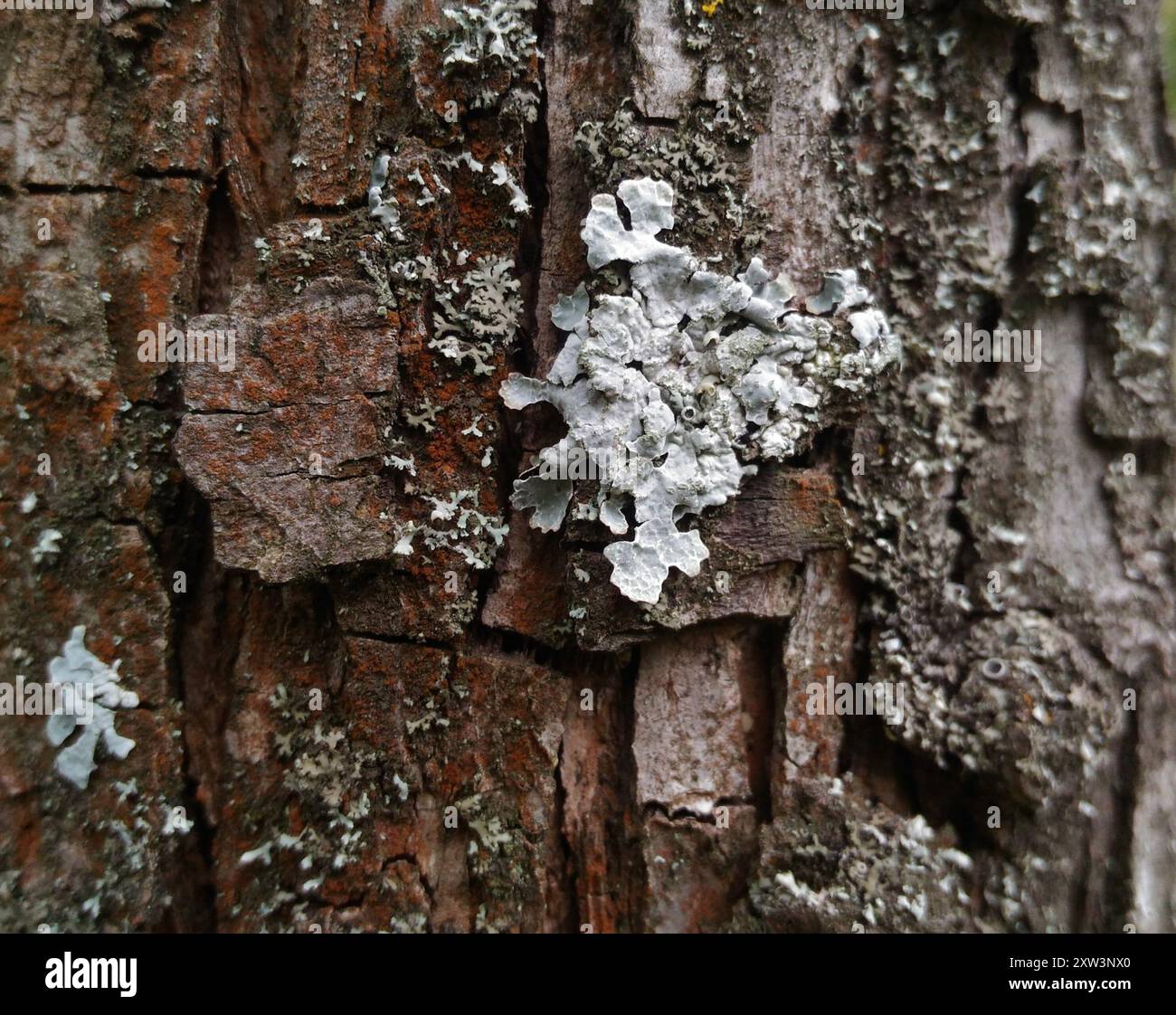 shield lichens (Parmelia) Fungi Stock Photo - Alamy