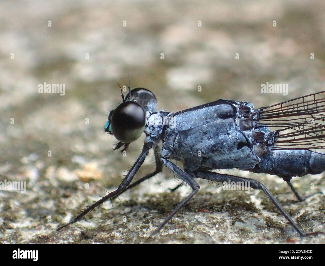 Bayadera hi-res stock photography and images - Alamy