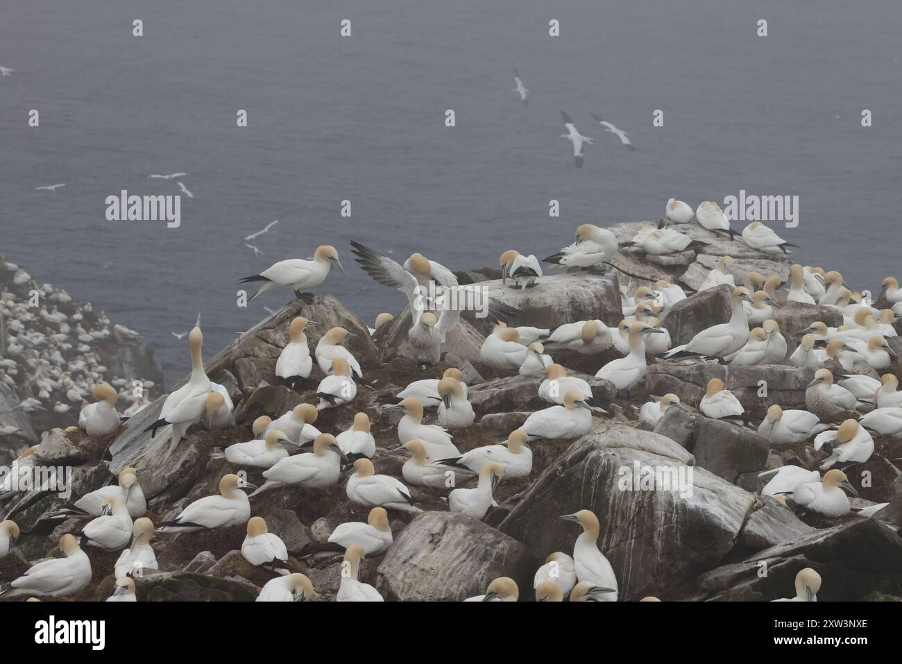 Northern gannets at Cape St. Mary's Ecological Bird Sanctuary in ...