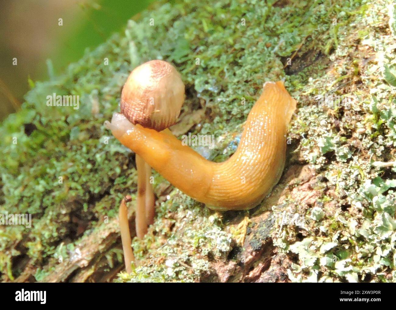 Western Dusky Slug (Arion subfuscus) Mollusca Stock Photo - Alamy