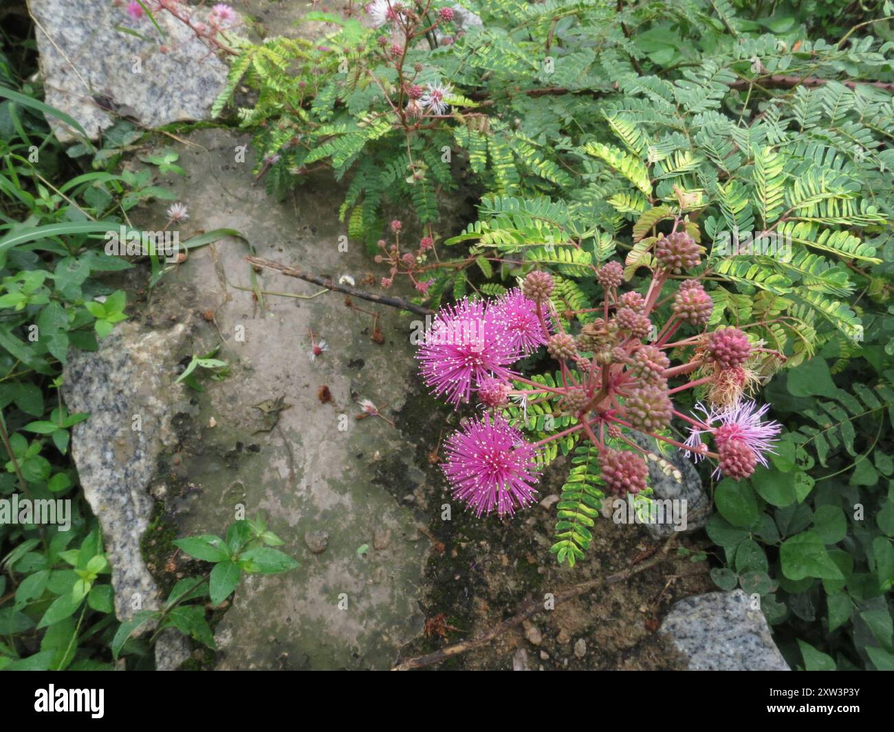 sensitive plants (Mimosa) Plantae Stock Photo - Alamy