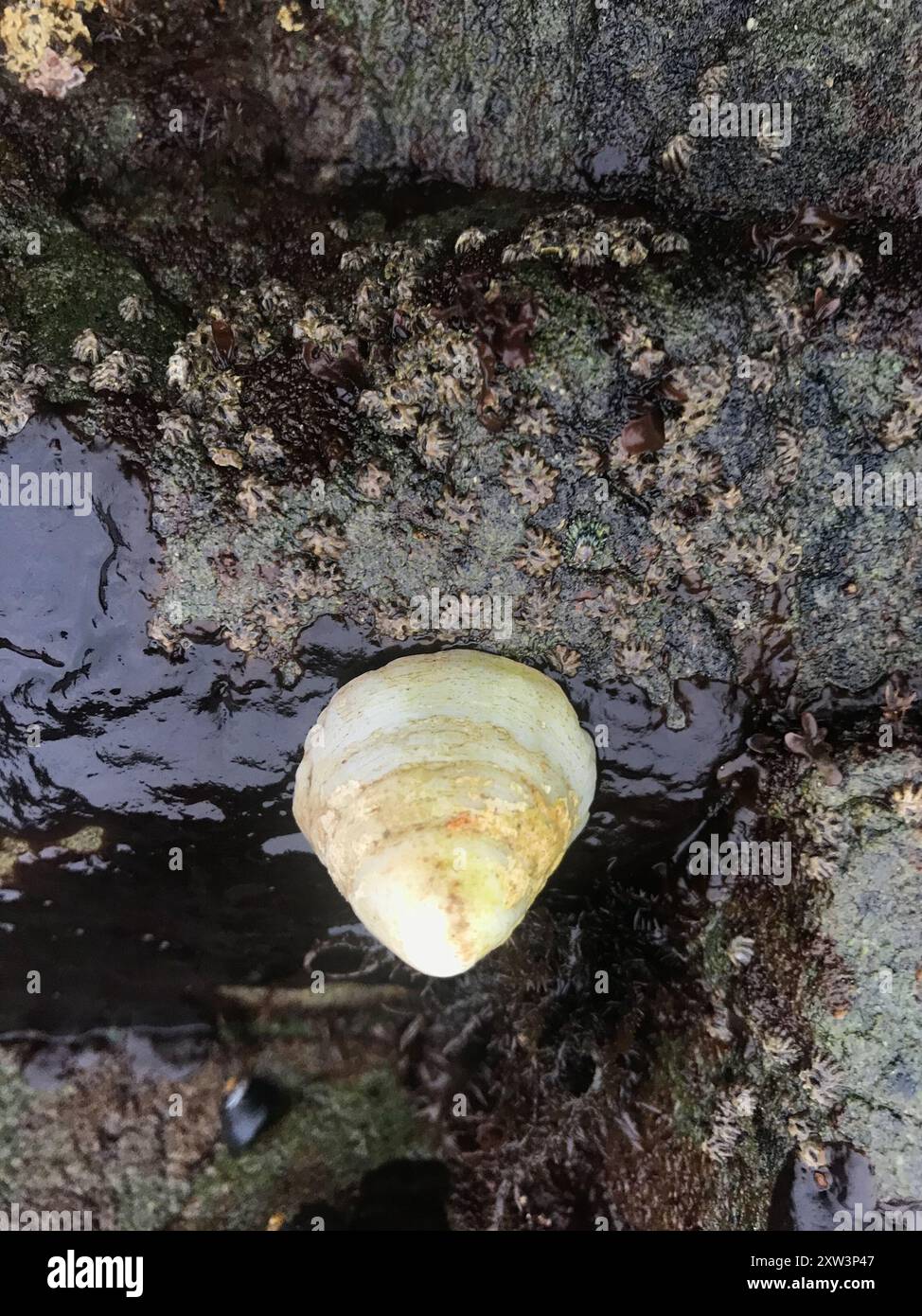 Whitecap Limpet (Acmaea mitra) Mollusca Stock Photo - Alamy