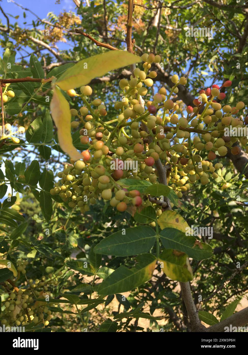 Pistacia mutica hi-res stock photography and images - Alamy