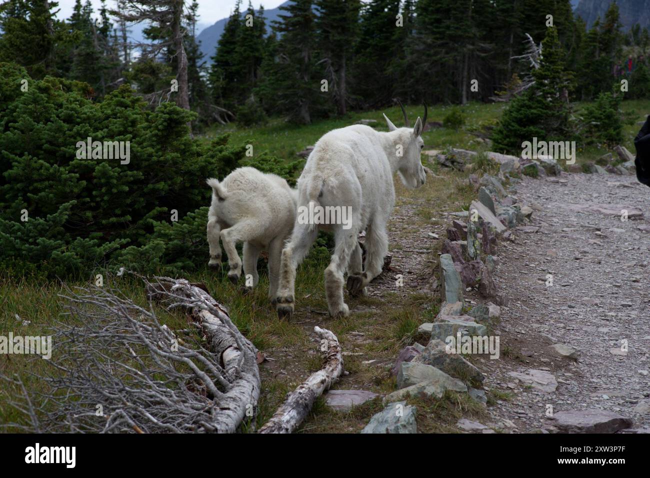 Mountain Goat (Oreamnos americanus) Mammalia Stock Photo - Alamy