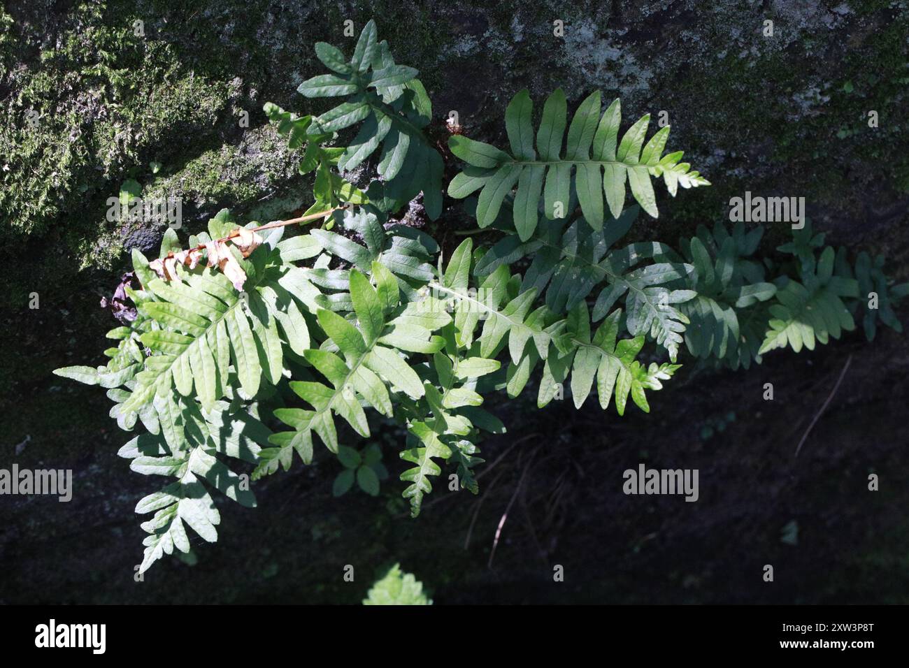 common polypody (Polypodium vulgare) Plantae Stock Photo - Alamy