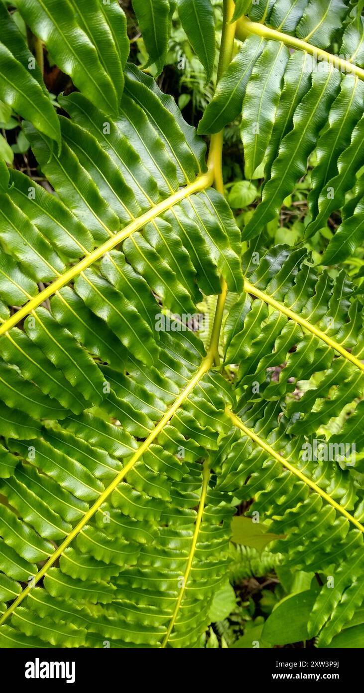 king fern (Angiopteris evecta) Plantae Stock Photo - Alamy