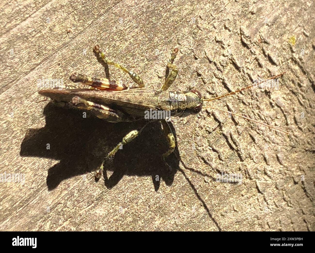 Pine tree Spur-throat Grasshopper (Melanoplus punctulatus) Insecta ...