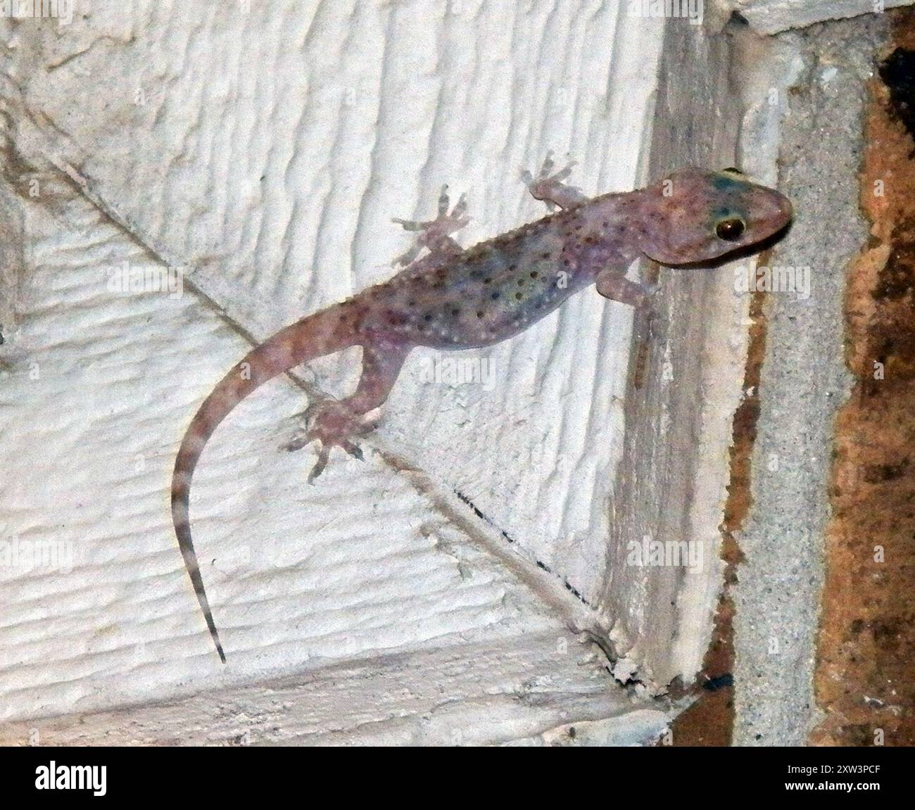 Mediterranean House Gecko (Hemidactylus turcicus) Reptilia Stock Photo ...