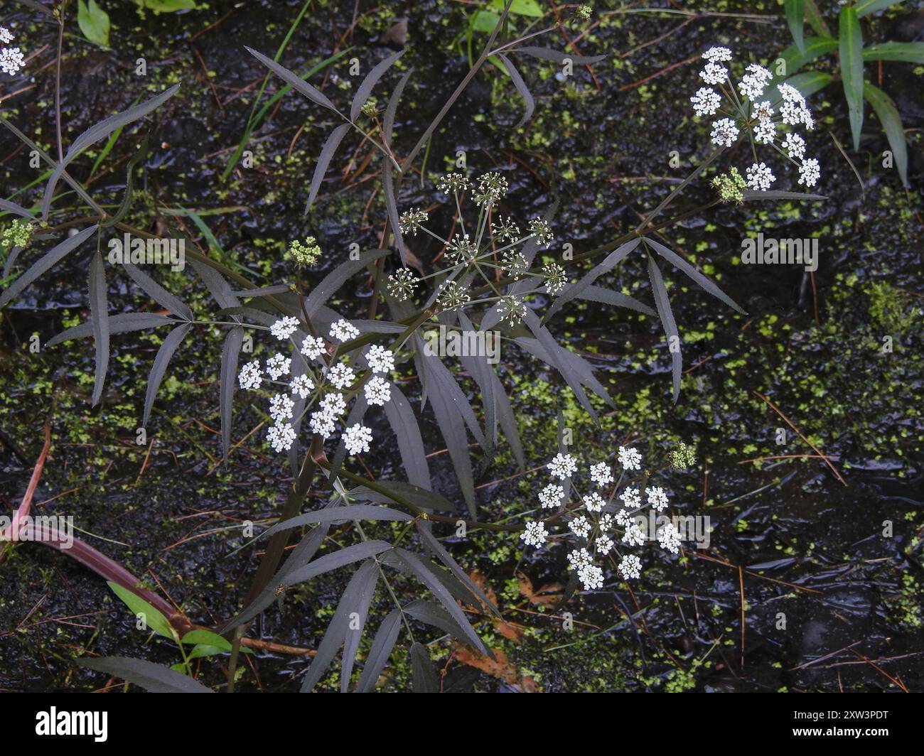 water parsnip (Sium suave) Plantae Stock Photo - Alamy