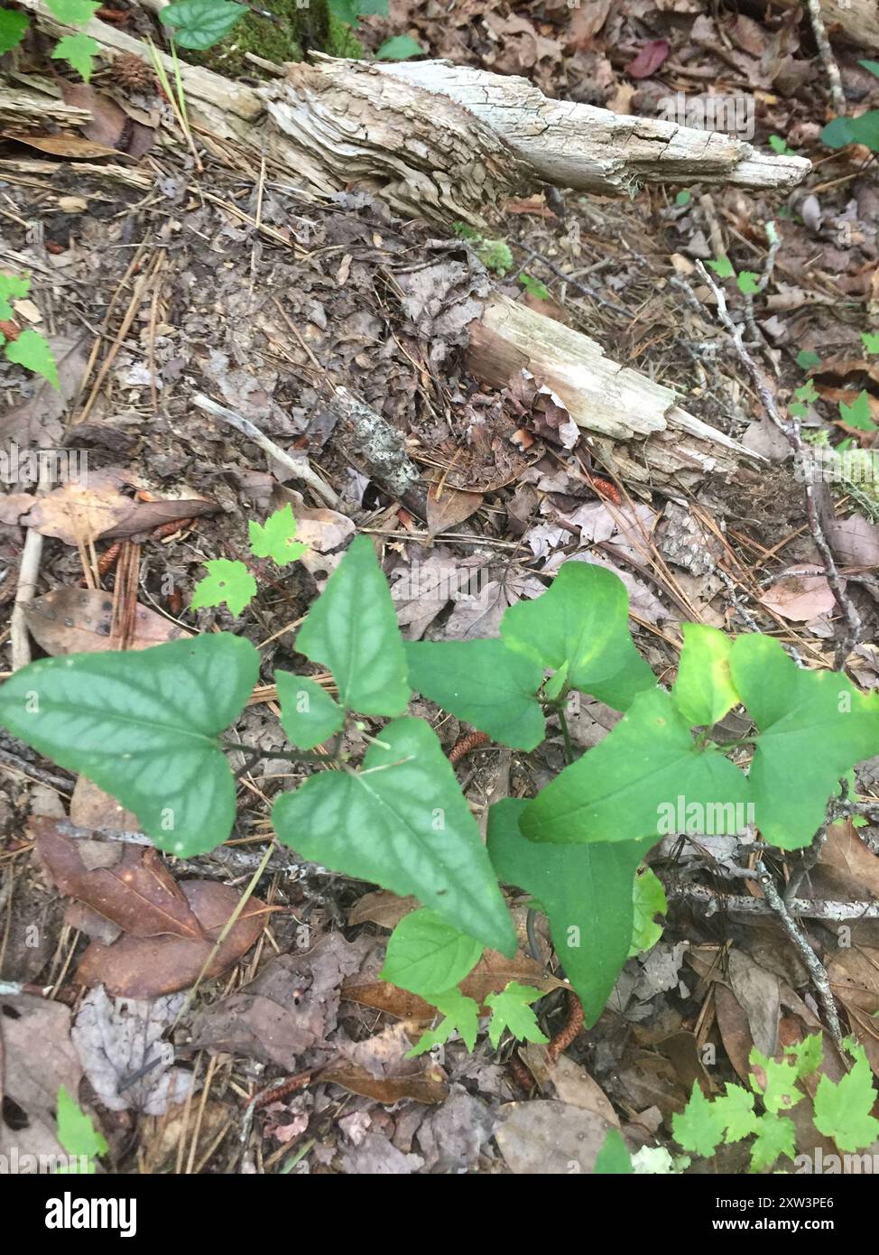 Halberd-leaved violet (Viola hastata) Plantae Stock Photo - Alamy