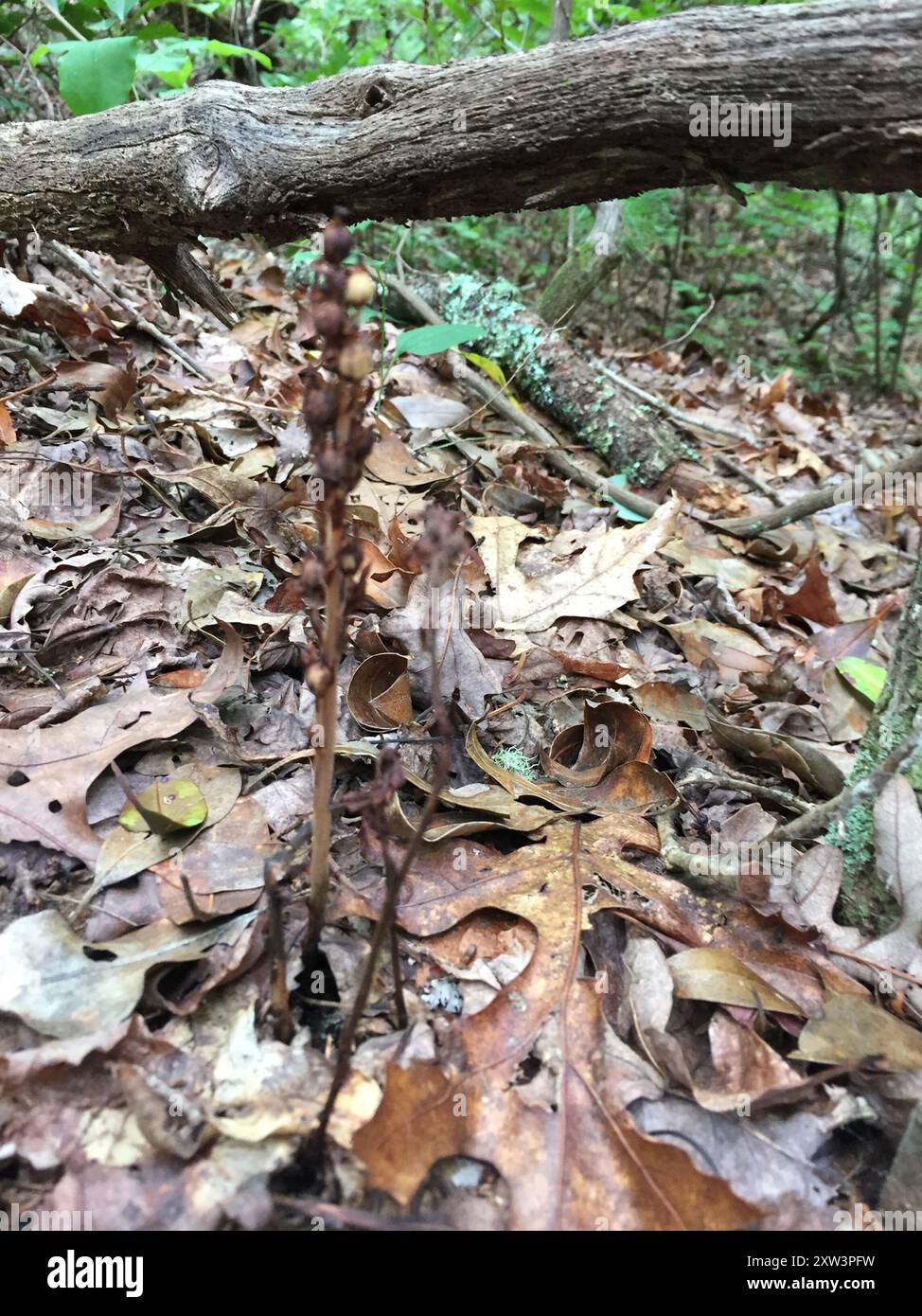 pinesap (Monotropa hypopitys) Plantae Stock Photo - Alamy