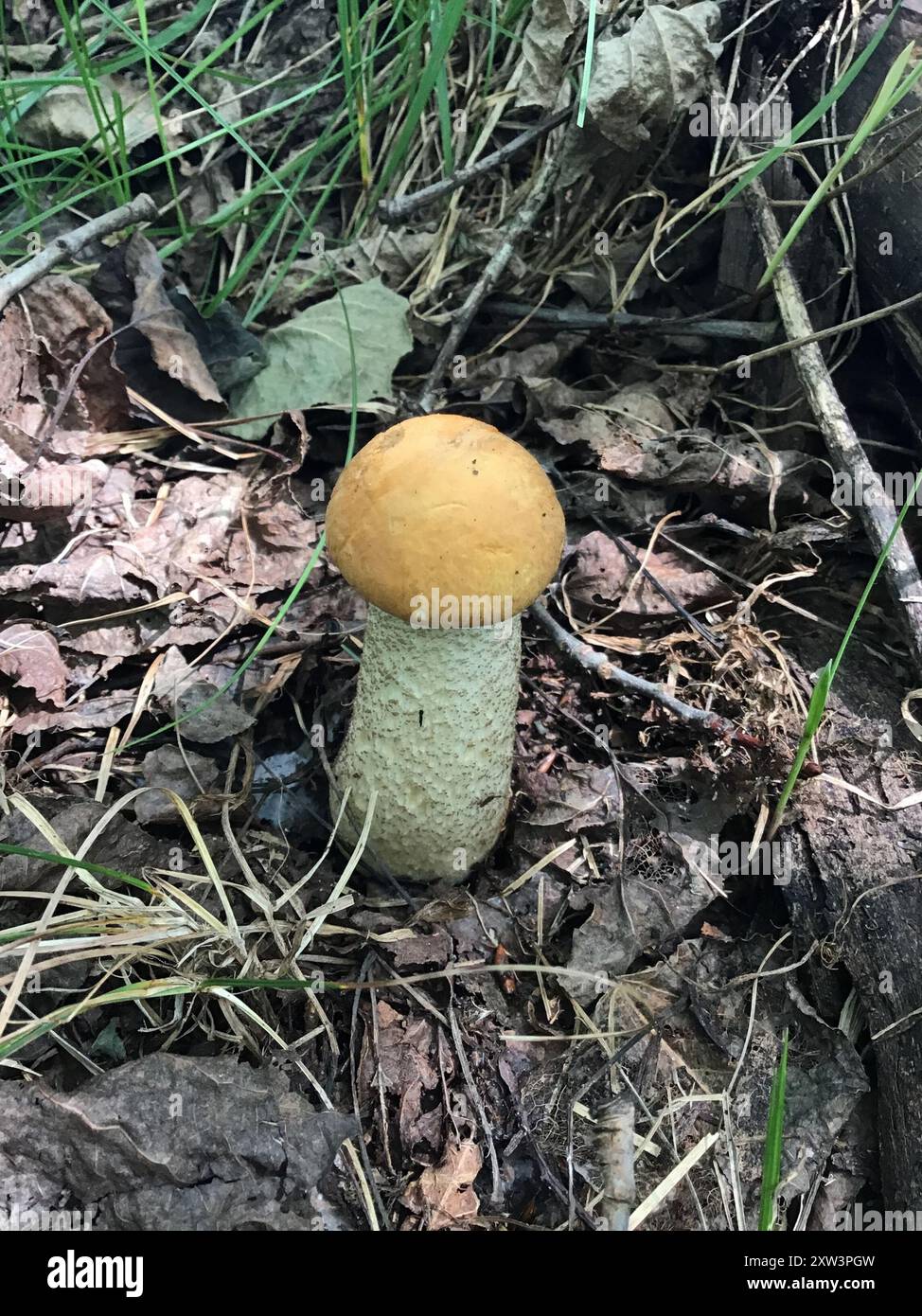aspen bolete (Leccinum insigne) Fungi Stock Photo - Alamy