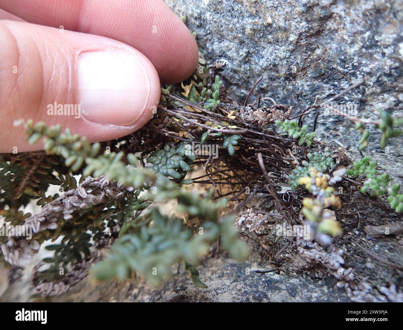 lace lip fern (Myriopteris gracillima) Plantae Stock Photo - Alamy
