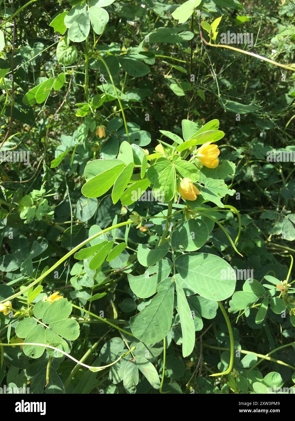American Sicklepod (Senna obtusifolia) Plantae Stock Photo - Alamy