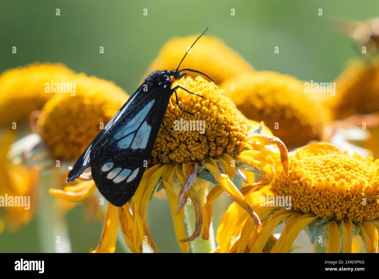 Discreta hi-res stock photography and images - Alamy