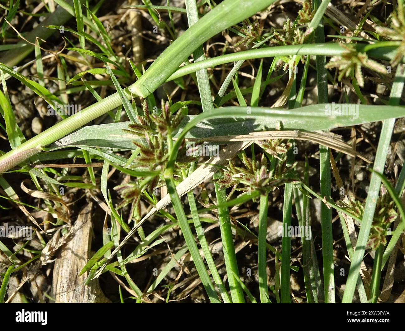 Brown Flatsedge (Cyperus fuscus) Plantae Stock Photo - Alamy