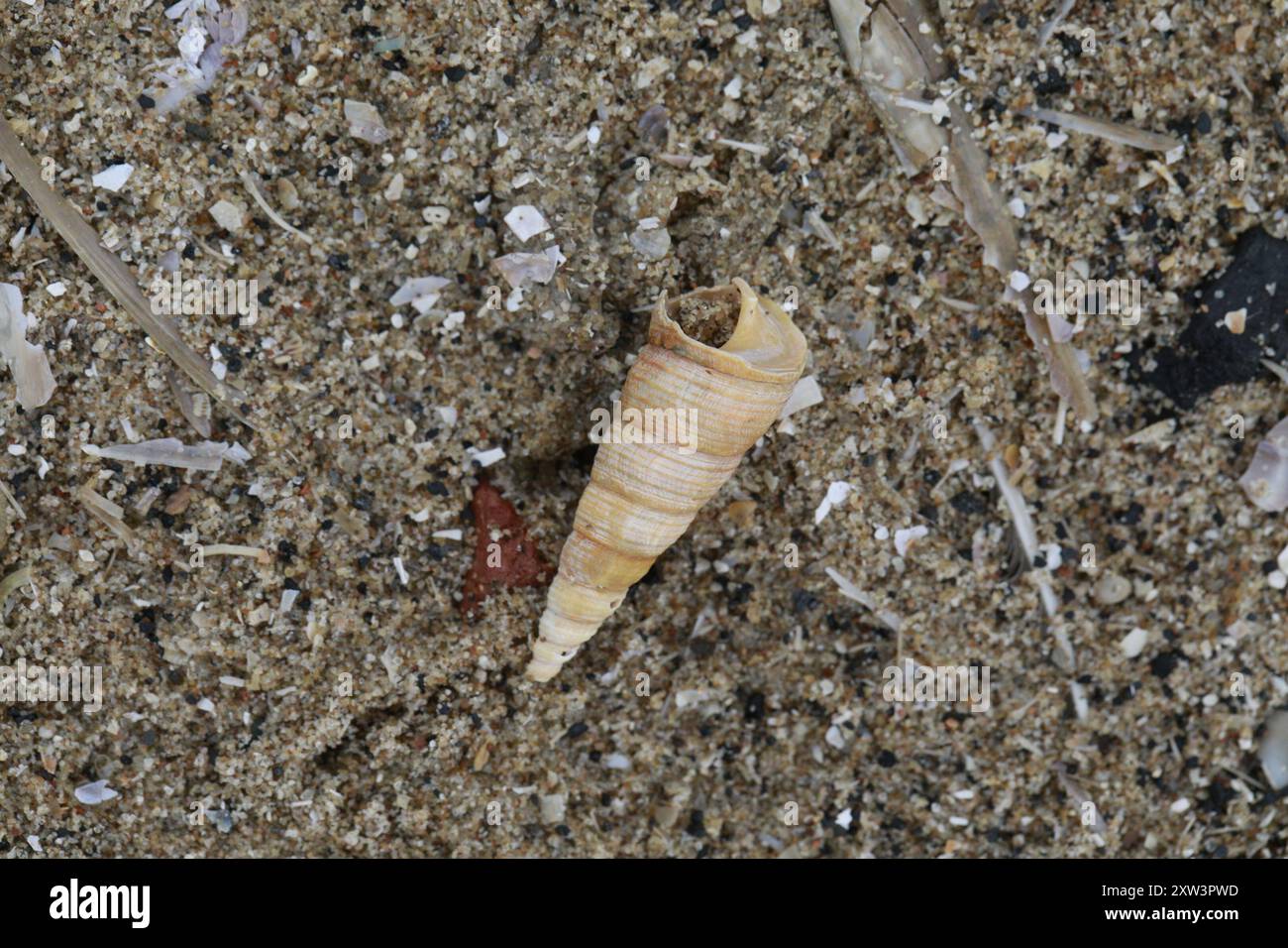 Common Tower Shell (Turritellinella tricarinata) Mollusca Stock Photo ...