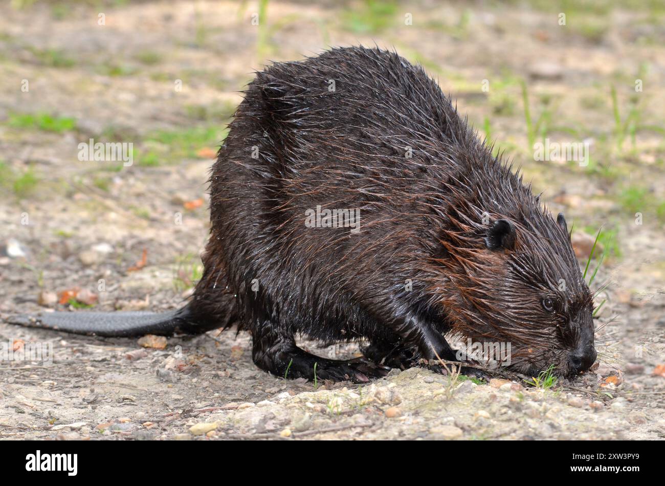 North American Beaver (Castor canadensis) on ground Stock Photo - Alamy