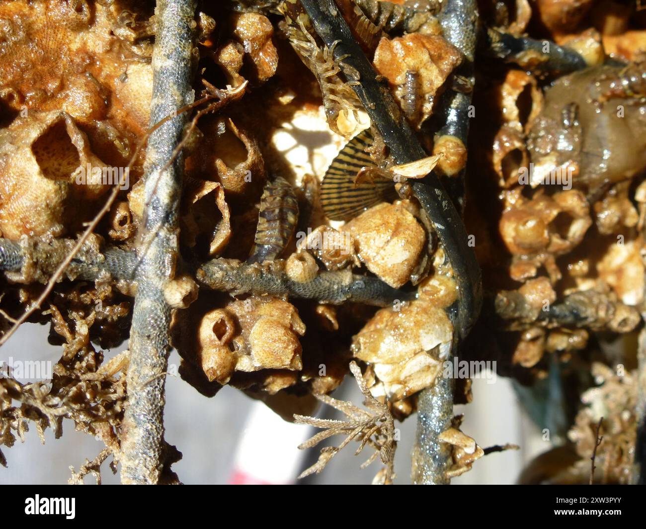 Hooked Mussel (Ischadium recurvum) Mollusca Stock Photo - Alamy