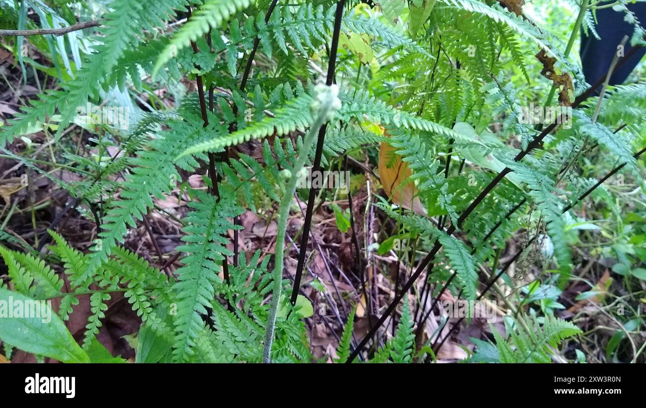 silver fern (Pityrogramma calomelanos) Plantae Stock Photo - Alamy