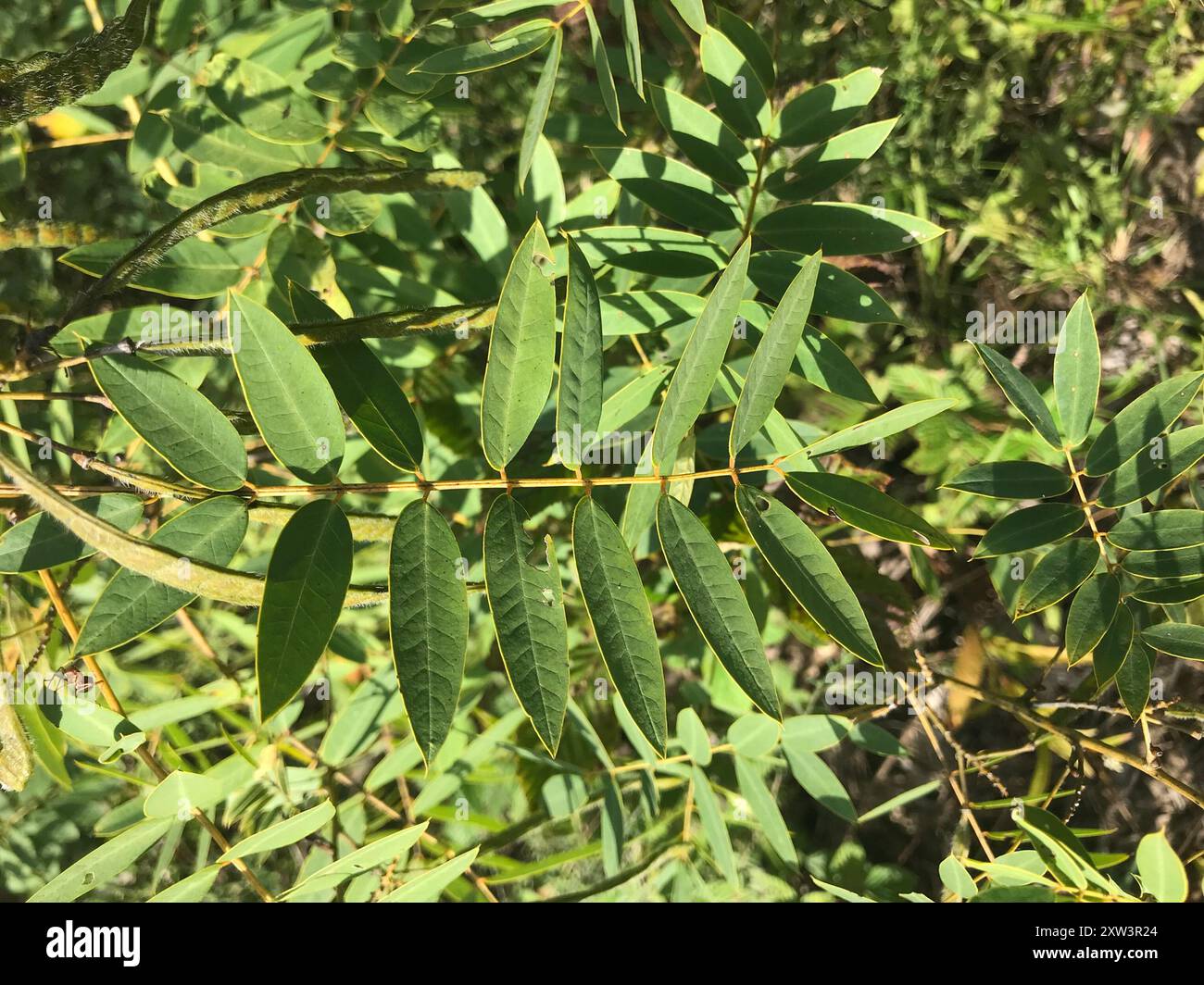 American senna (Senna hebecarpa) Plantae Stock Photo - Alamy