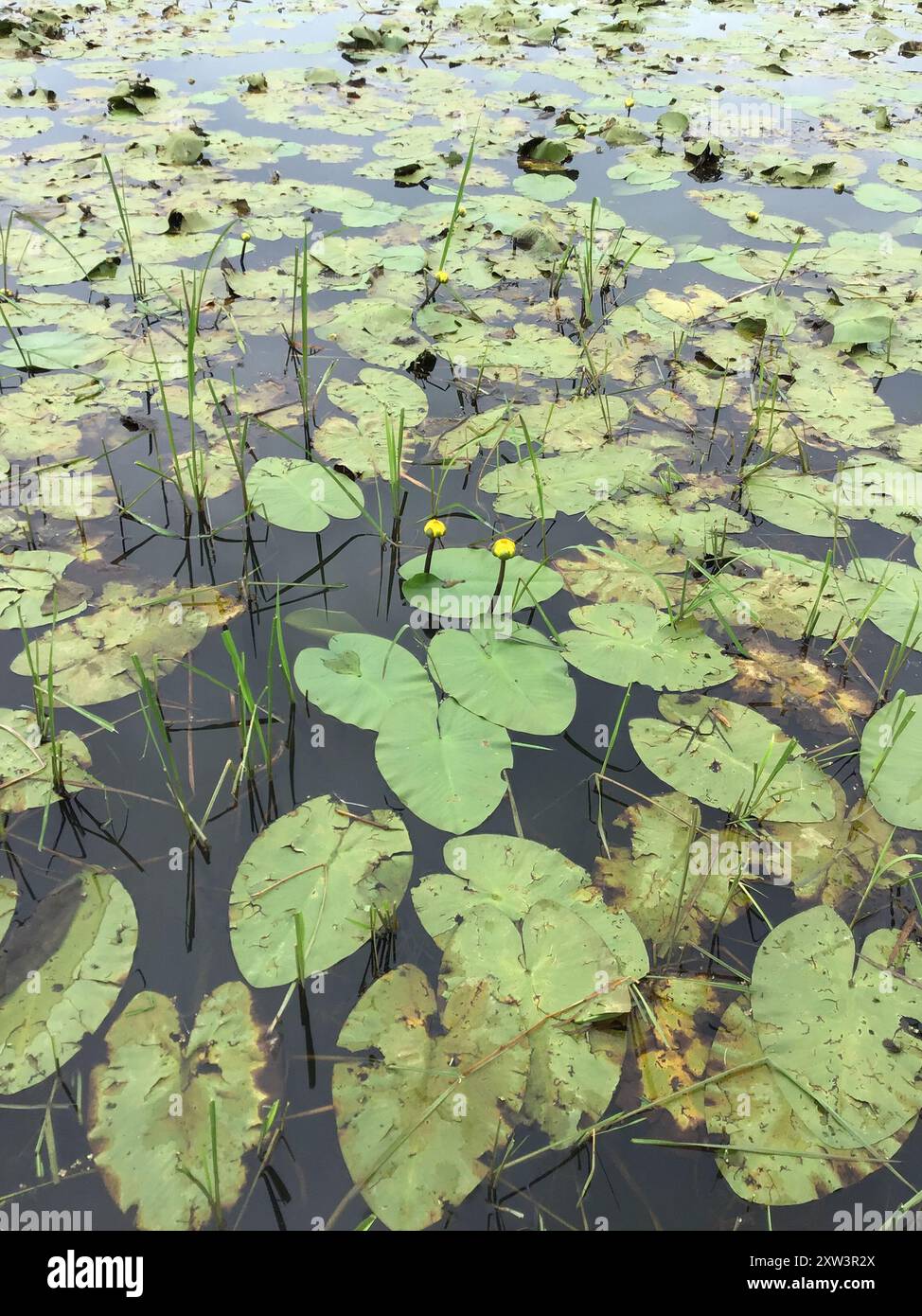 Variegated Yellow Pond-Lily (Nuphar variegata) Plantae Stock Photo - Alamy