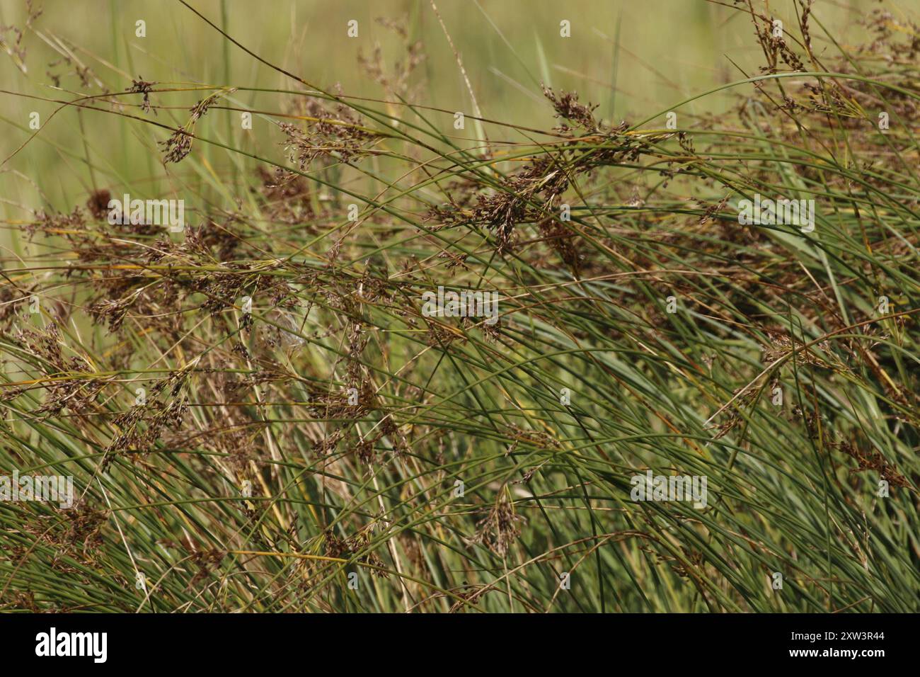 Hard Rush (Juncus inflexus) Plantae Stock Photo - Alamy