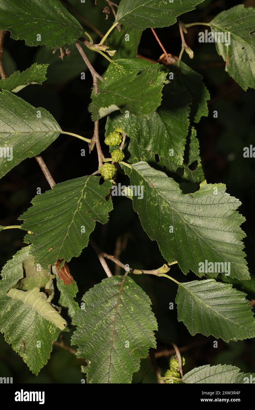grey alder (Alnus incana) Plantae Stock Photo - Alamy