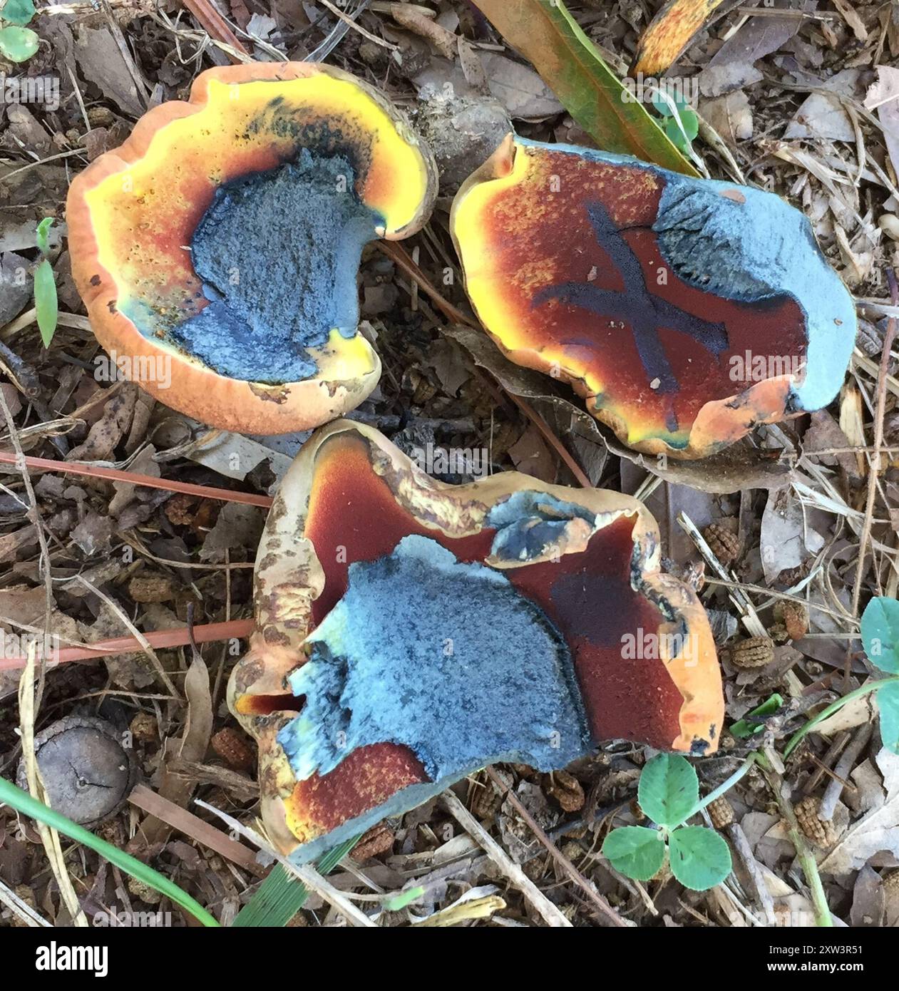Red-mouth Bolete (Neoboletus subvelutipes) Fungi Stock Photo - Alamy