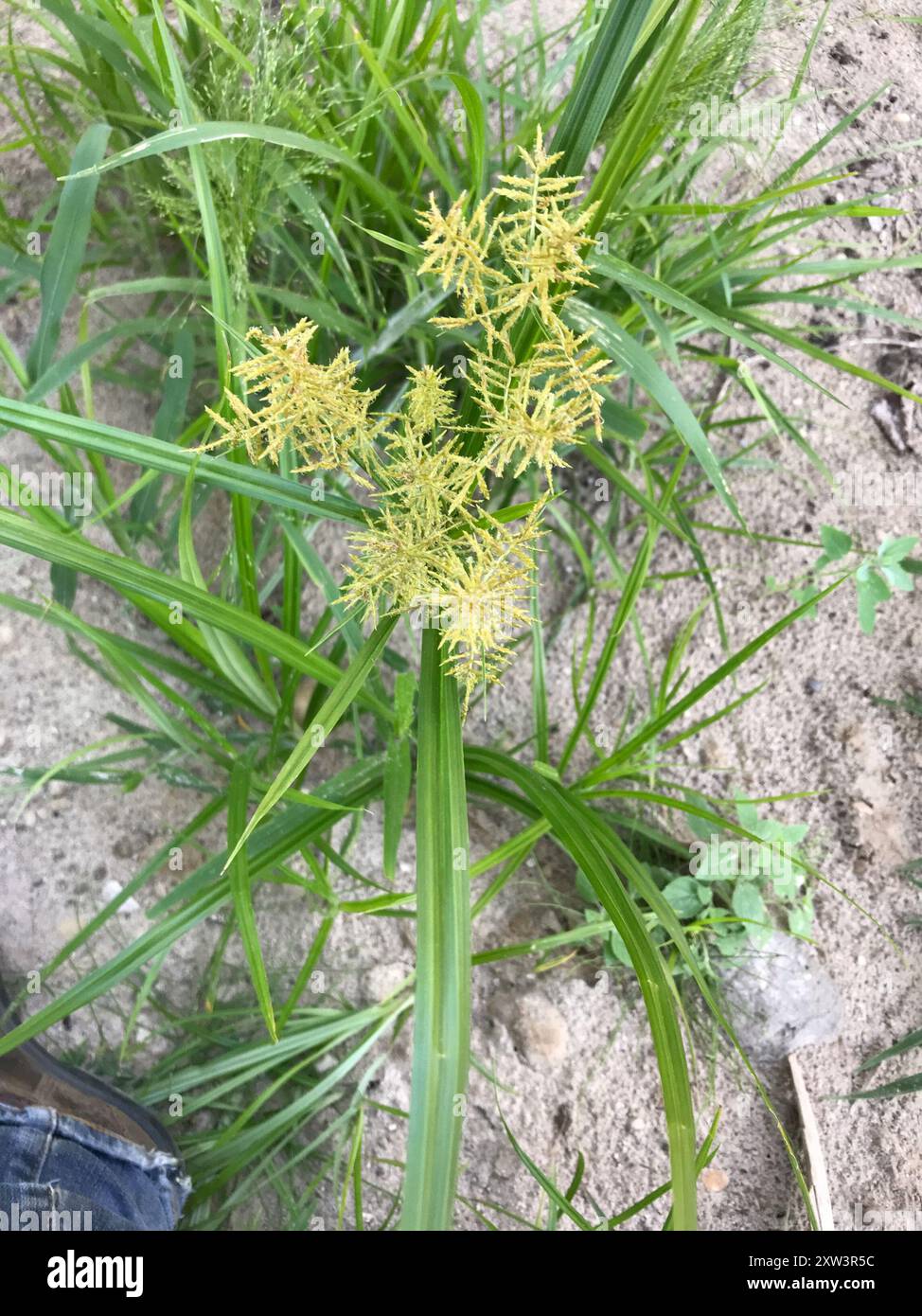 yellow nutsedge (Cyperus esculentus) Plantae Stock Photo - Alamy