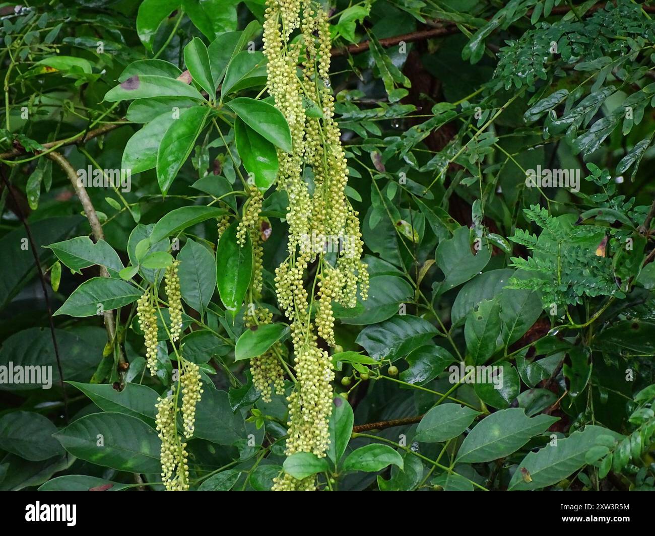Fiveleaf Yam (Dioscorea pentaphylla) Plantae Stock Photo - Alamy
