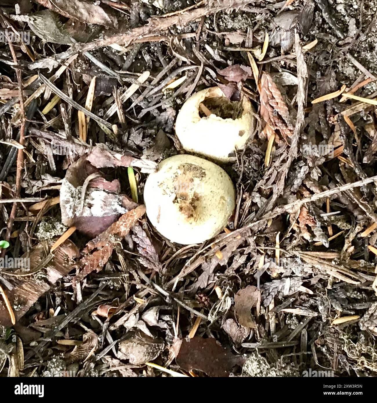 Rounded earthstar hi-res stock photography and images - Alamy