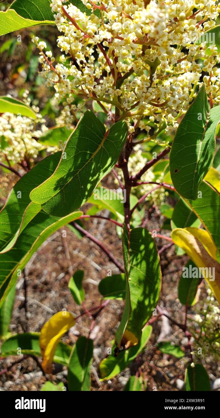 laurel sumac (Malosma laurina) Plantae Stock Photo - Alamy