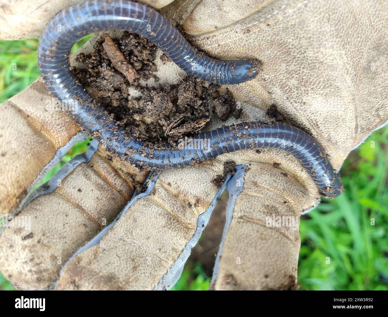 Ringed Caecilians (Siphonops) Amphibia Stock Photo - Alamy