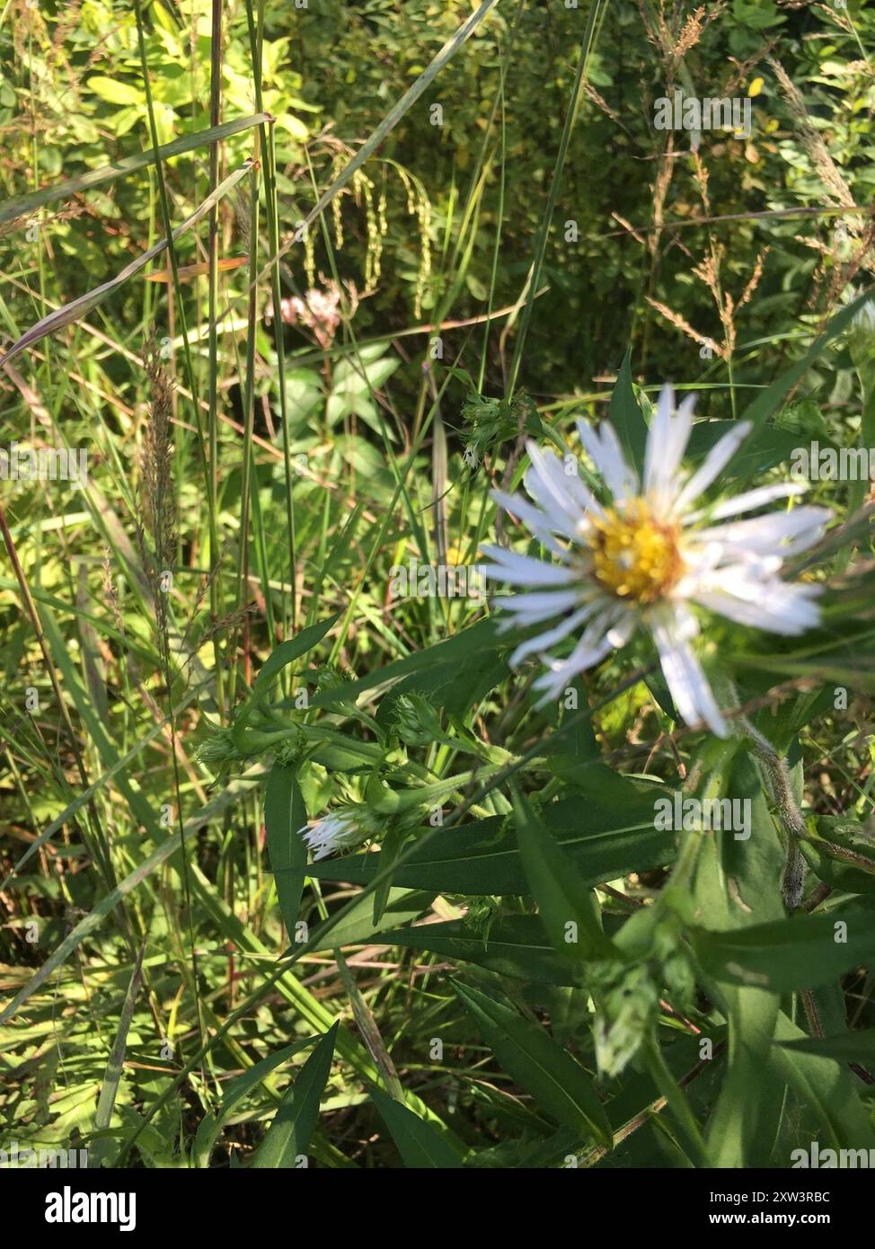 swamp aster (Symphyotrichum puniceum) Plantae Stock Photo - Alamy