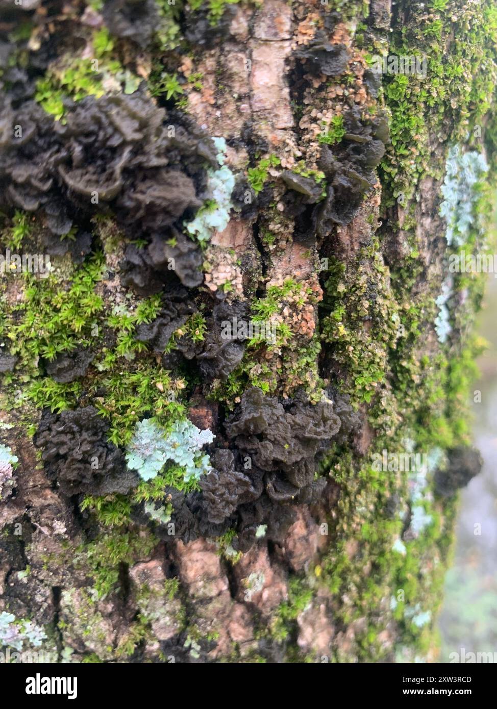 Blue Jellyskin (Leptogium cyanescens) Fungi Stock Photo - Alamy