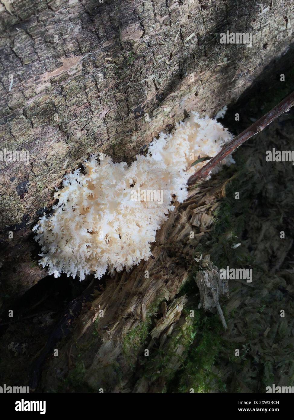 Coral tooth fungus (Hericium coralloides) Fungi Stock Photo - Alamy