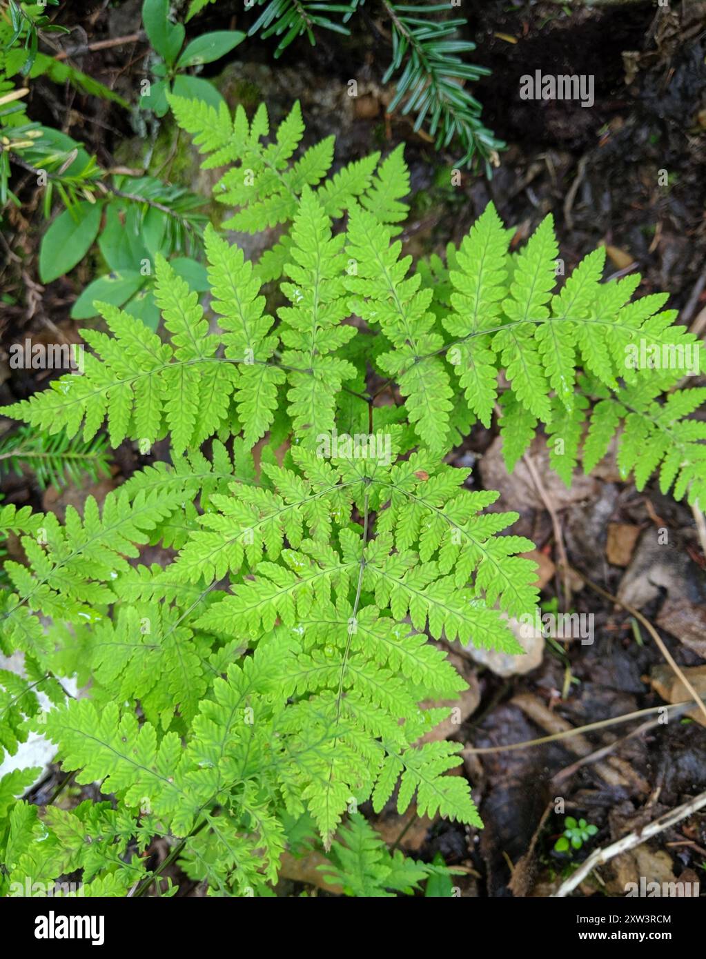oak ferns (Gymnocarpium) Plantae Stock Photo - Alamy