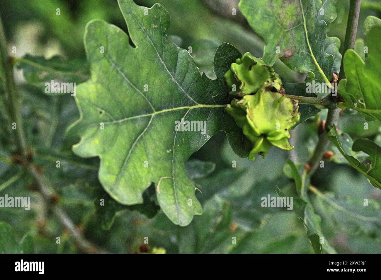 Knopper Gall Wasp (Andricus quercuscalicis) Insecta Stock Photo - Alamy