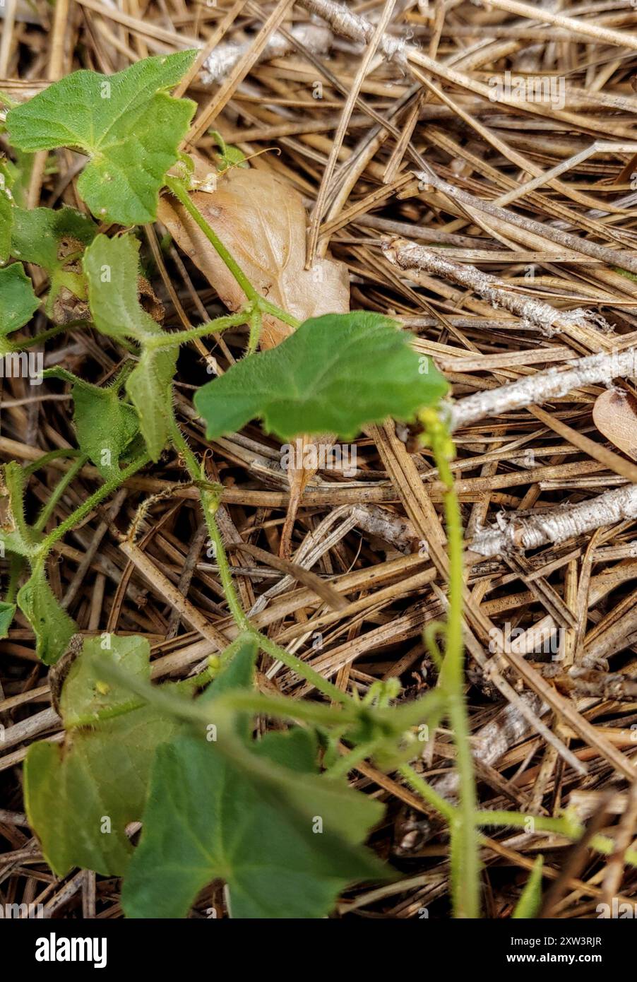 creeping cucumber (Melothria pendula) Plantae Stock Photo - Alamy