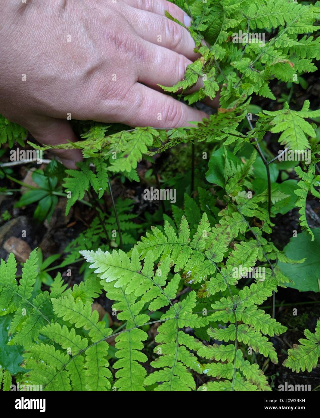 oak ferns (Gymnocarpium) Plantae Stock Photo - Alamy