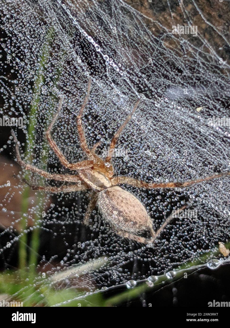 Grass Spiders (Agelenopsis) Arachnida Stock Photo - Alamy