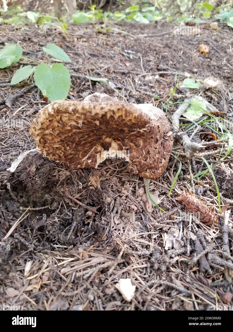 shingled hedgehog (Sarcodon imbricatus) Fungi Stock Photo - Alamy