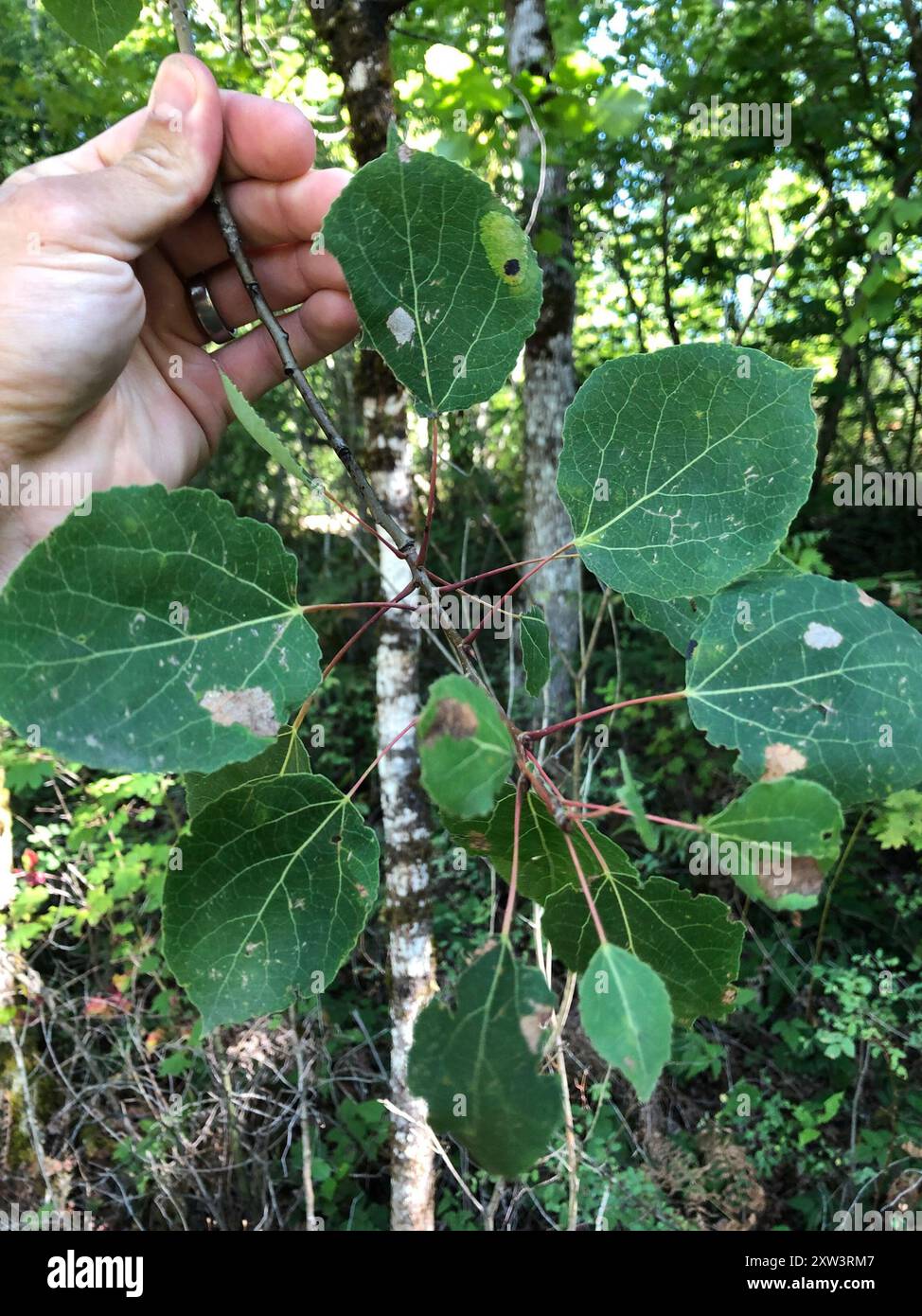 trembling aspen (Populus tremuloides) Plantae Stock Photo - Alamy