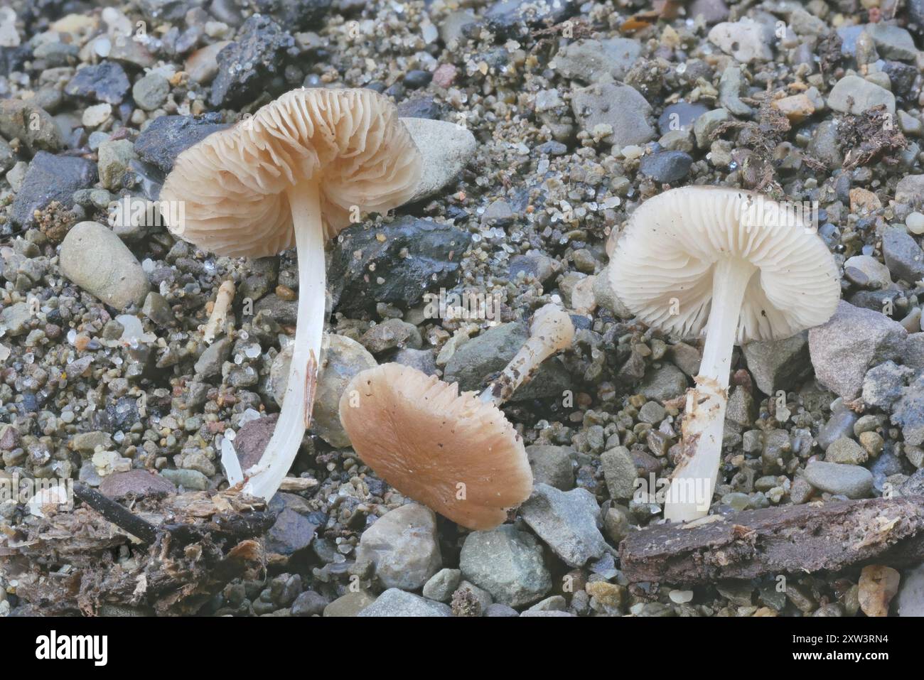 (Pluteus phlebophorus) Fungi Stock Photo - Alamy