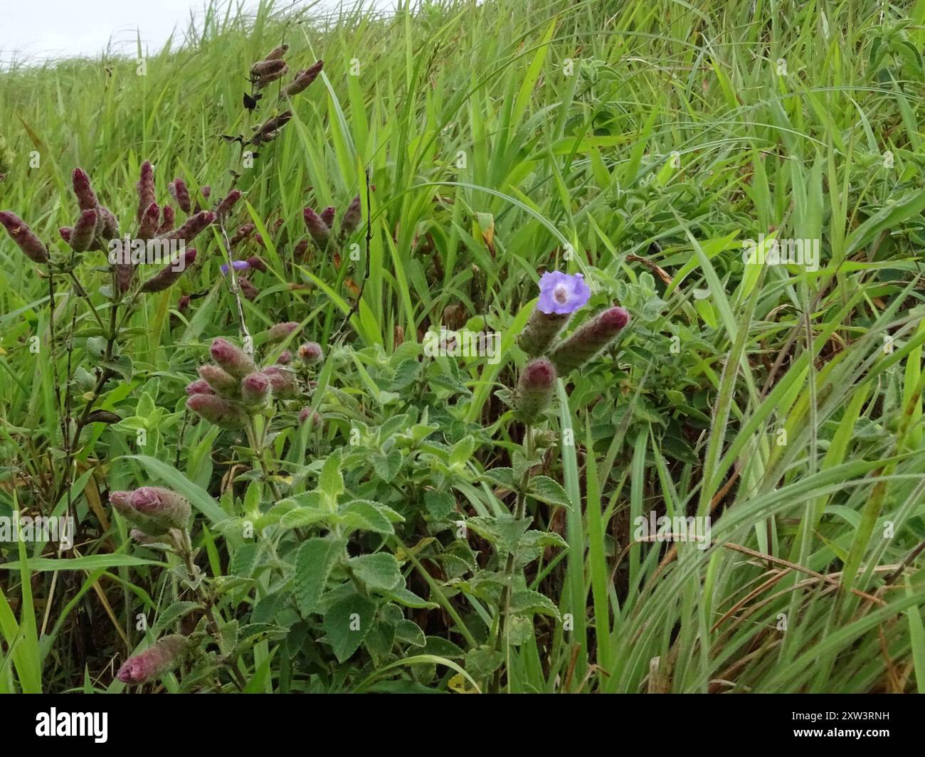 flowering plants (Angiospermae) Plantae Stock Photo - Alamy