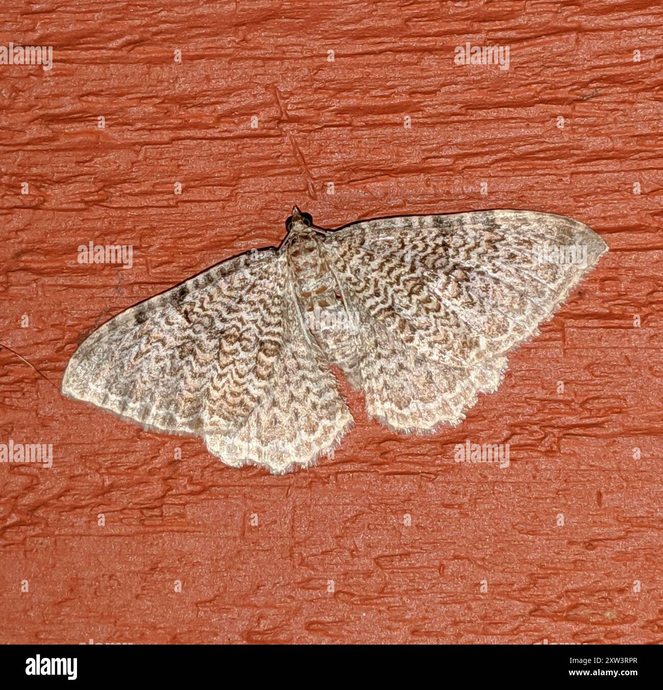 scallop shell moth (Hydria undulata) Insecta Stock Photo - Alamy