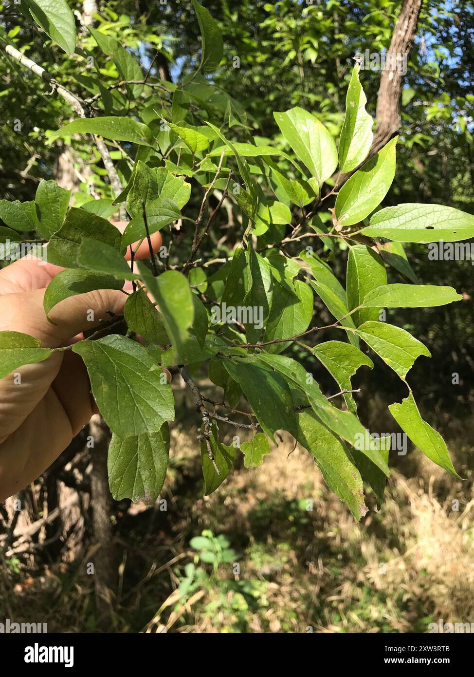 sugar hackberry (Celtis laevigata) Plantae Stock Photo - Alamy